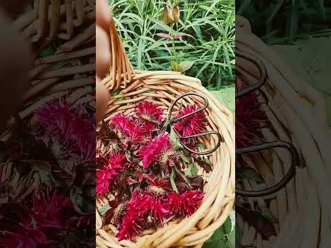 Medicinal Plant I.D.~ BEE BALM π π π #garden #beebalm #herbalremedies