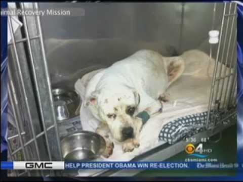 CBS Miami: Fighting Bait Dog Story
