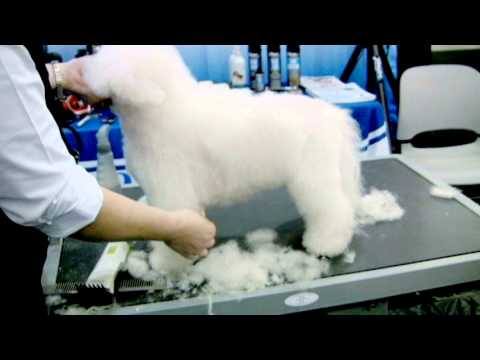 Chris Pawlosky Bichon Demo