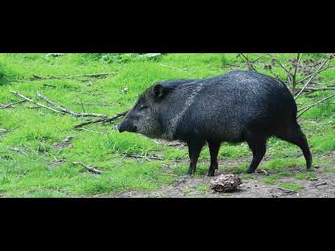Reserva de la biósfera (El Cielo)