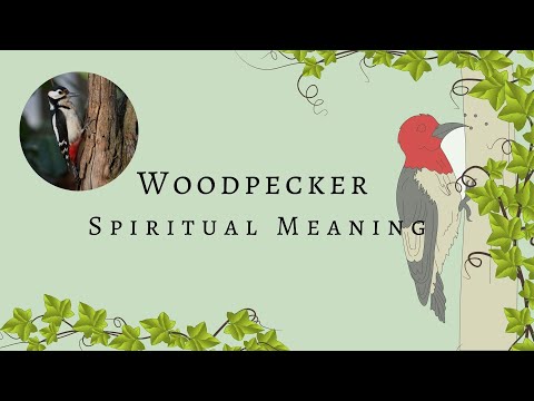 3 Reasons Why You See The WoodPecker | WoodPecker Spiritual Meaning | Woodpecker Spirit Animal