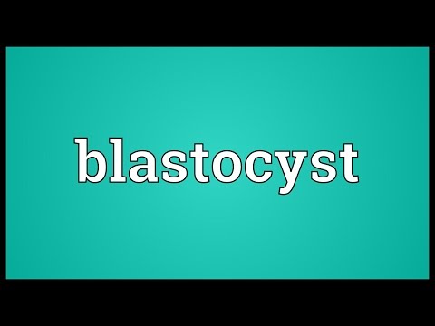 Blastocyst Meaning