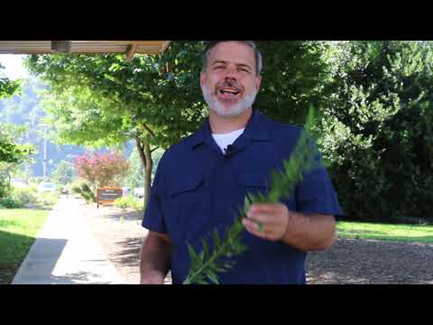 Goldenrod (Solidago spp.) - Plant Identification