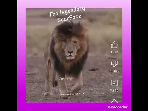 The legendary lion -SacrFace