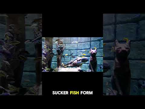 Sucker Fish Are Secretly Superheroes? 6 Abilities Science Can’t Explain!