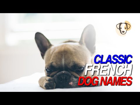 50+ Classic French Dog Names | PupNames.com