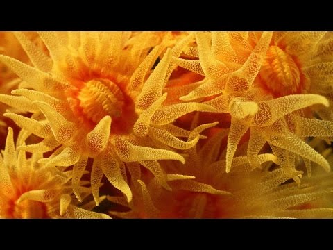 beautiful nature images : the foremost sea animals images - beautiful images of nature