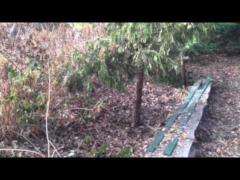 Transplanting larger trees--Good idea?