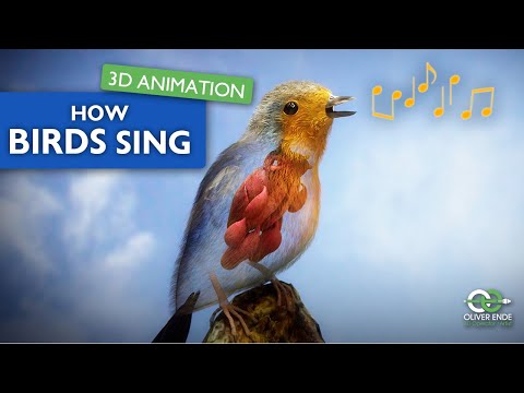 Secrets of Birdsong: A 3D Insight into the Syrinx and Respiratory System