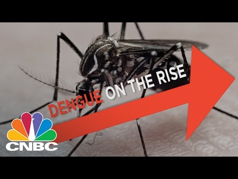 What is Dengue Fever? | CNBC