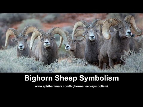 Bighorn Sheep Symbolism