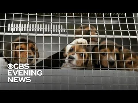 4,000 beagles rescued from breeding facility