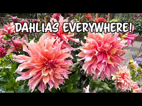 Full of Dahlia Blooms! There's so much flowers in my garden!