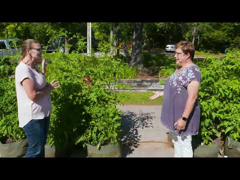 A look at a French Style Potager Garden