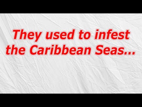 They used to infest the Caribbean Seas (CodyCross Crossword Answer)