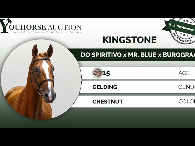 Youhorse.auction | Kingstone