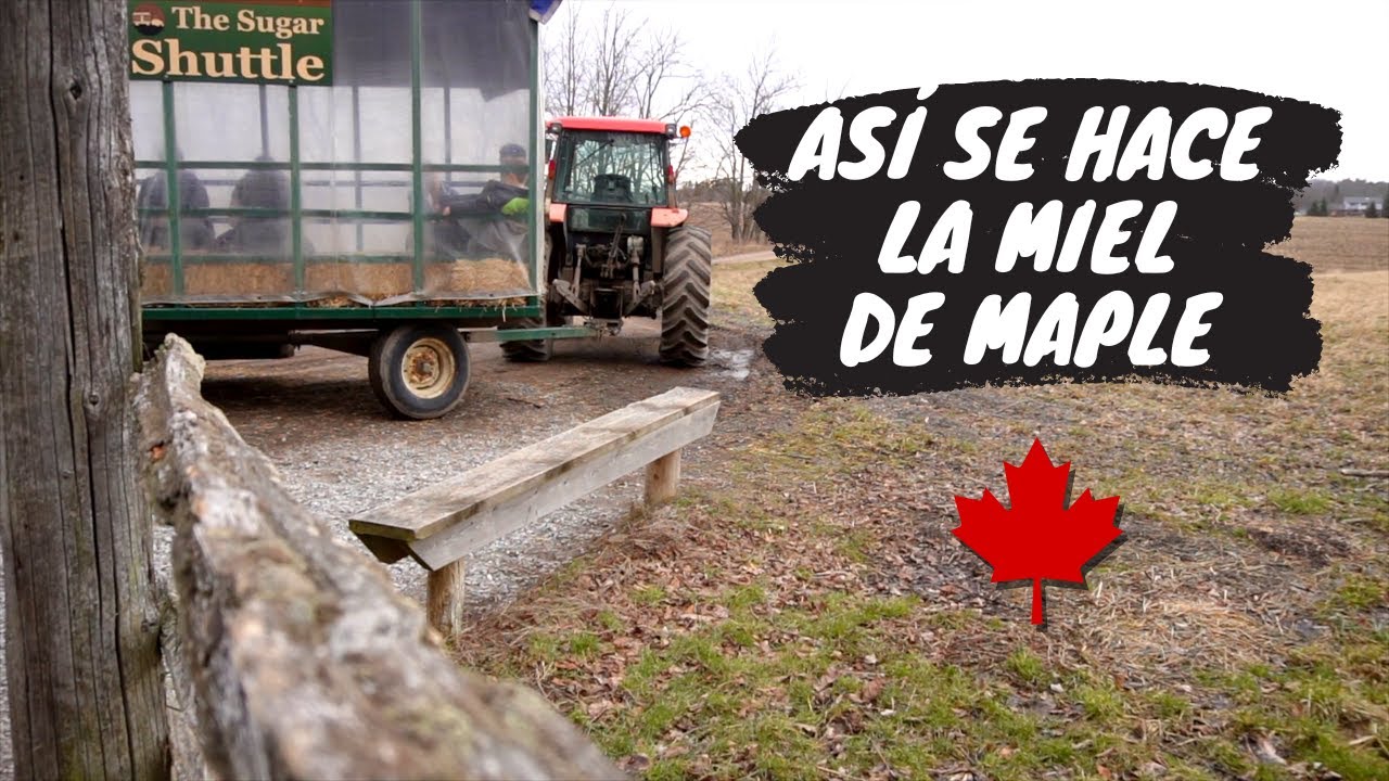 Así se hace la miel de maple 🍁