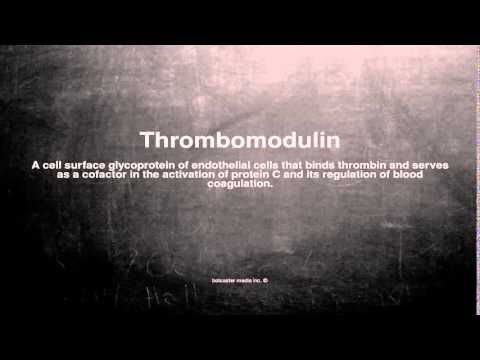 Medical vocabulary: What does Thrombomodulin mean