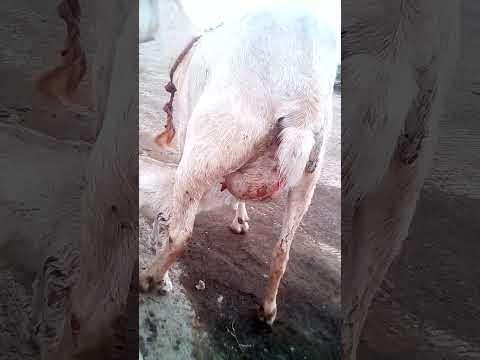 NANNY GOAT JUST GAVE BIRTH