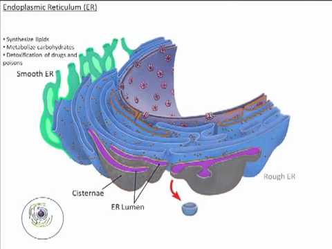 Endoplasmic Reticulum - Biochemistry - Medbullets Step 1