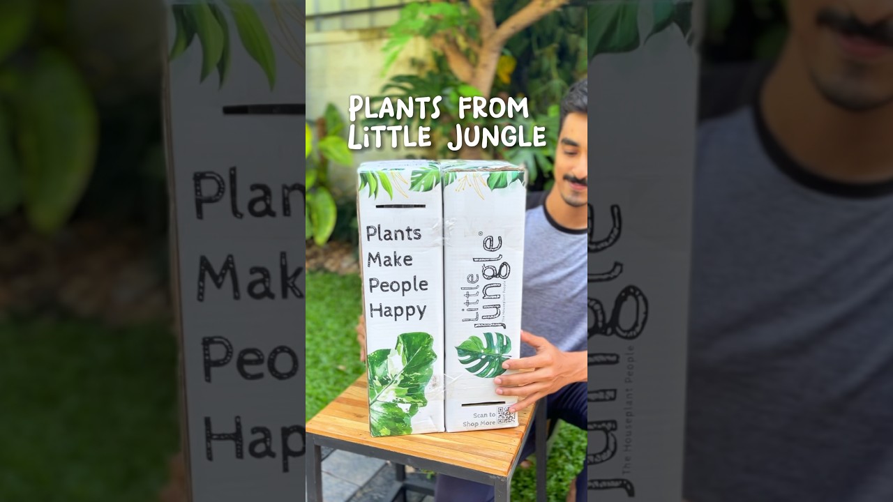 Safest plant packing method 👍🏼by little jungle #ytshorts #plantshopping