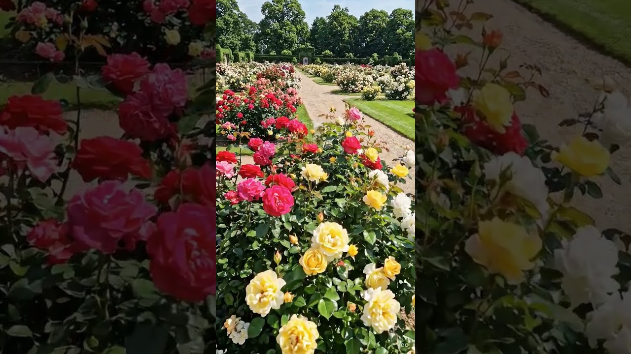Beautiful rose garden Sudipta Moyukh Shourya