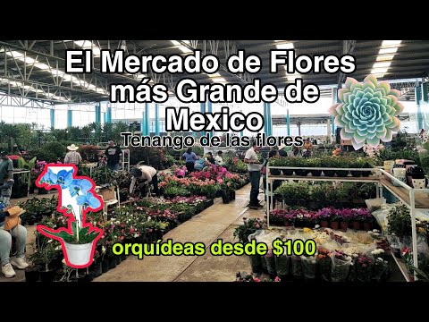 El mercado de Flores más increíble de México // Tenango de las Flores Puebla