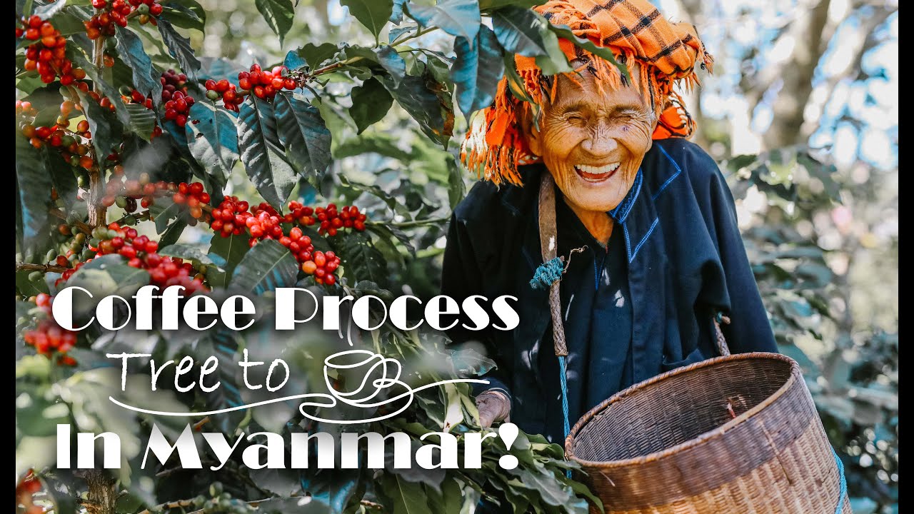 Coffee Process From Tree to Cup!
