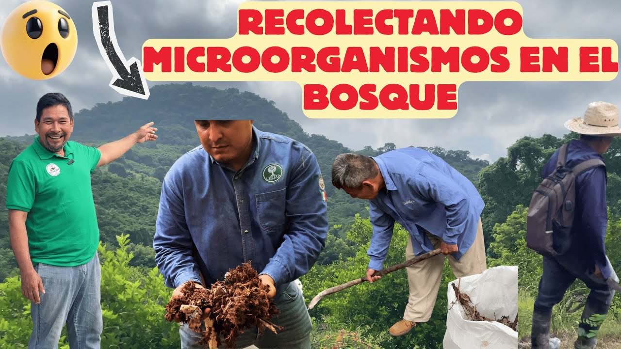 Entramos al BOSQUE y encontramos VIDA: Así se RECOLECTAN y multiplican los MICROORGANISMOS benéficos