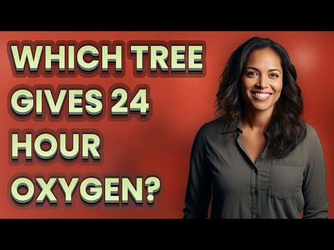 Which tree gives 24 hour oxygen?