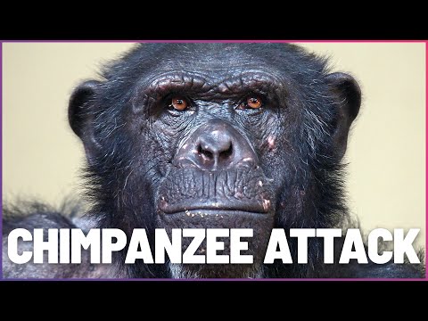 Freak Chimpanzee Attack Leaves Man In Critical Danger Fighting For His Life | Wonder