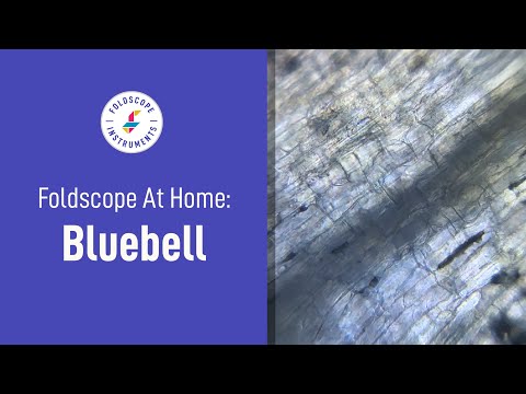 Foldscope at Home: Bluebell