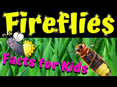 Fireflies | Firefly Facts for Kids | Why Do Fireflies Glow ?