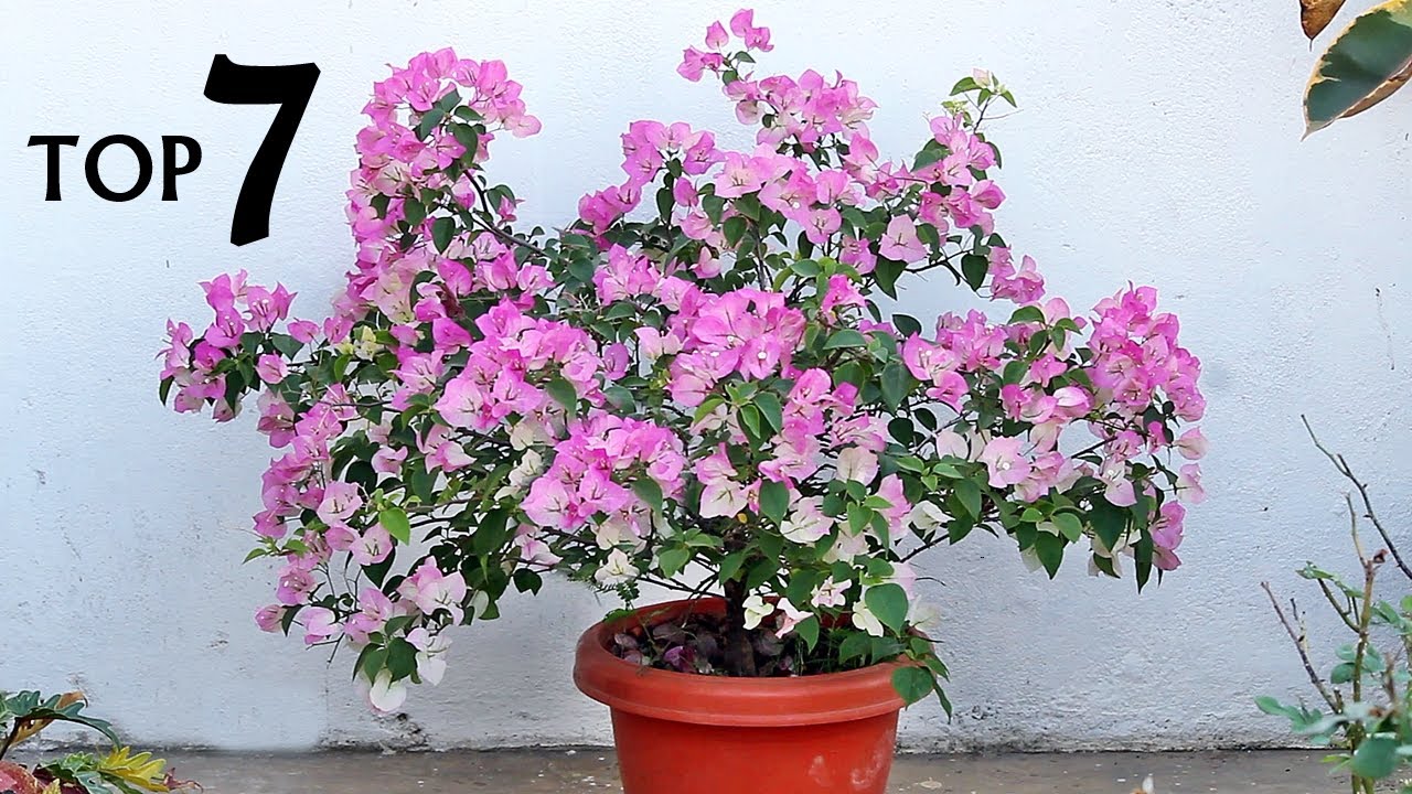 TOP 7 HEAVY FLOWERING Bougainvillea Varieties With NAMES