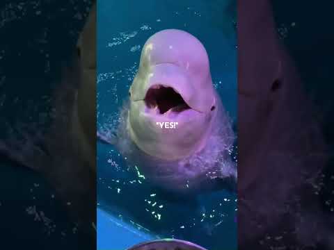 Why do beluga whales eat ice?