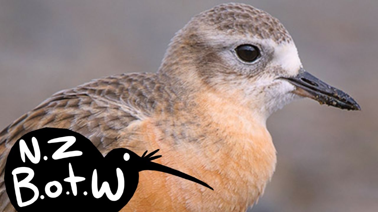 New Zealand dotterel - New Zealand Bird of the Week