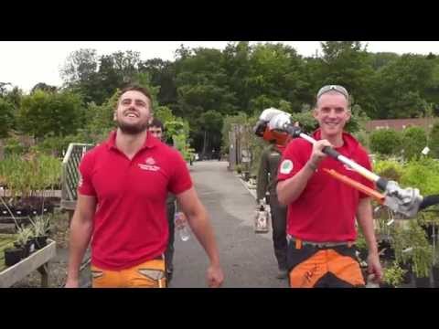 Beech Tree Removal by Climbers Way Tree Care Tree Surgeons