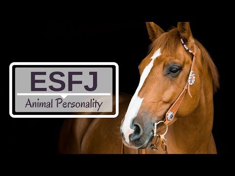 ESFJ Animal Personality - Myers Briggs Personality Type