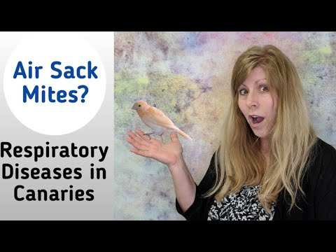 Air Sack Mites: Canary Respiratory Disease: How to treat Air Sack Mites
