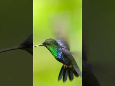 Hummingbirds are the only birds able to fly backward. #bird #hummingbird #naturepbs #animals