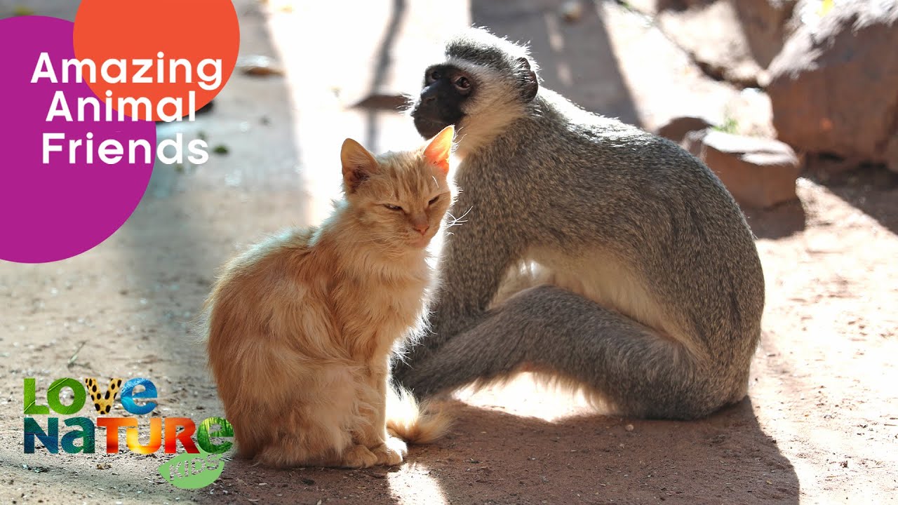 Monkeys Love Their Cats & Dogs! | Love Nature Kids