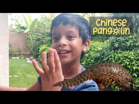 Endangered Animals | 4. Chinese Pangolin