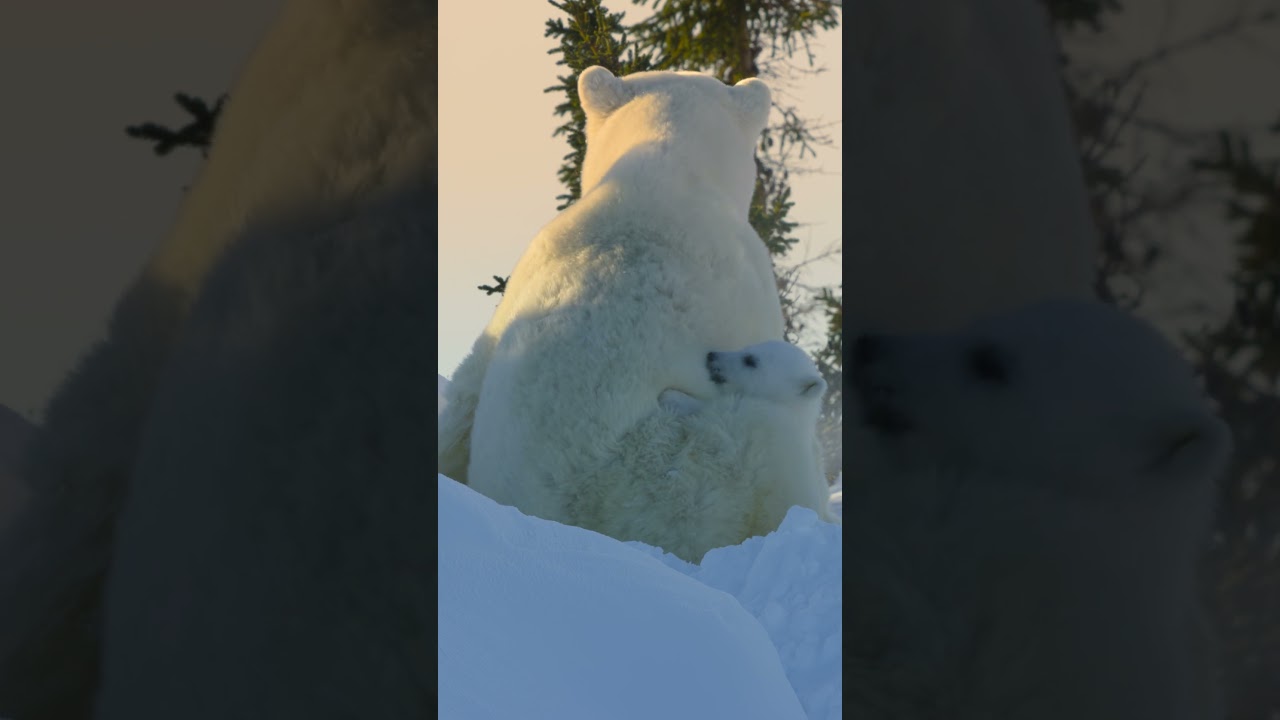 30 Seconds of Baby Polar Bears 🐻‍❄️❤️