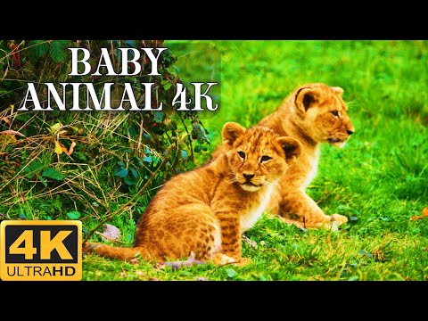 Animal 4k ultra HD | Amazing World Of Baby Animals đ | #4k World