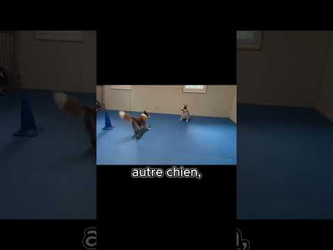 Est-ce que c'est le cas avec ton chien ? 🔍🐕 Laetitia Gonnon - Eduzen #chien# #educationcanine