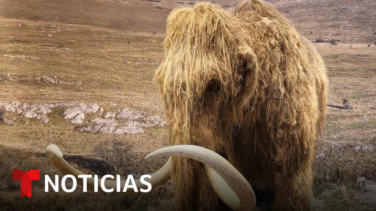 Buscan reconstruir el genoma del mamut lanudo para recuperar la especie | Noticias Telemundo