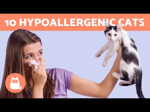 10 CAT BREEDS for PEOPLE With ALLERGIES 🐱✅ Hypoallergenic Cats
