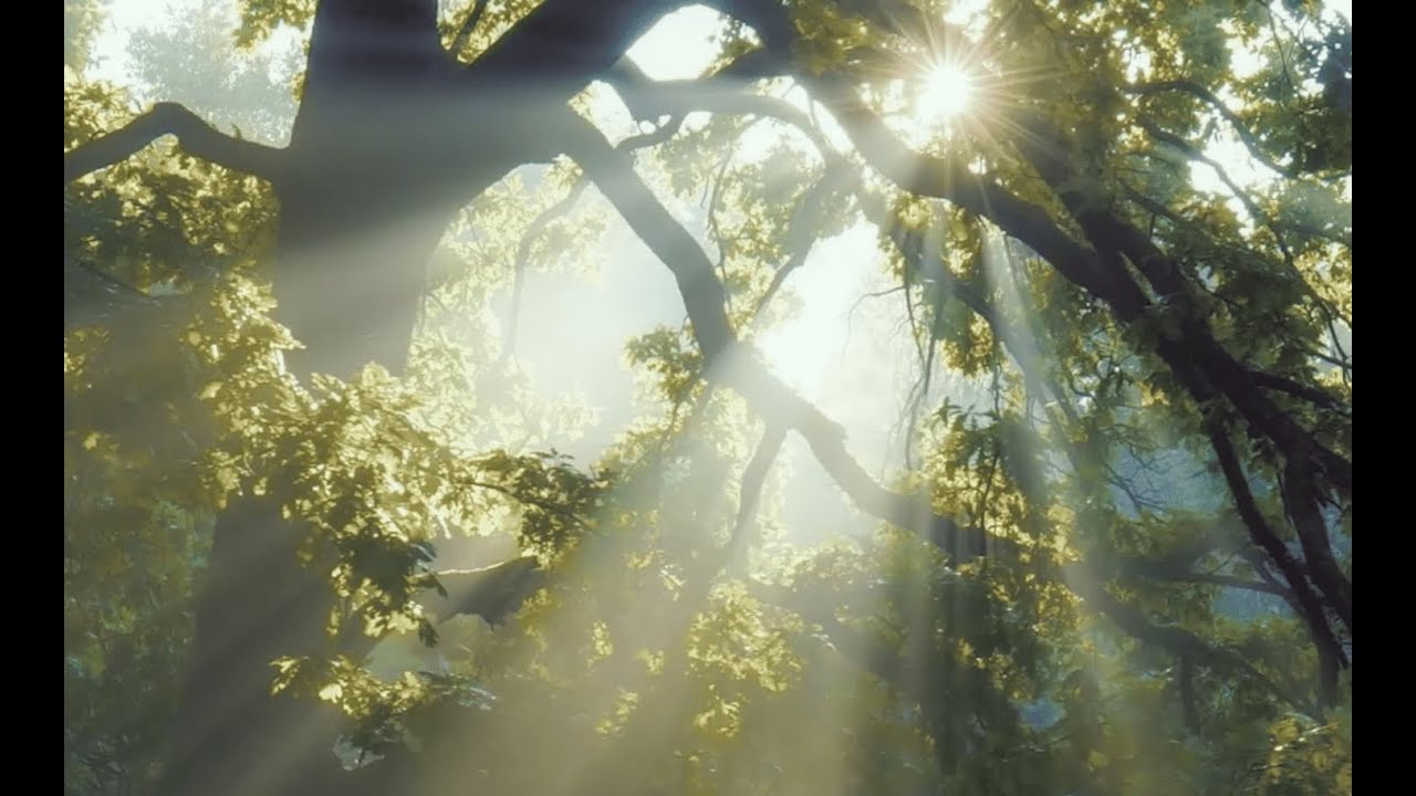 World Rainforest Day - Trees