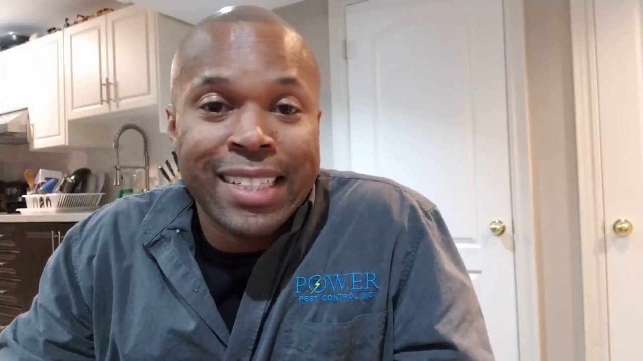 Power Pest Control - Bedbug inspection and Bedbug removal in Toronto strategy
