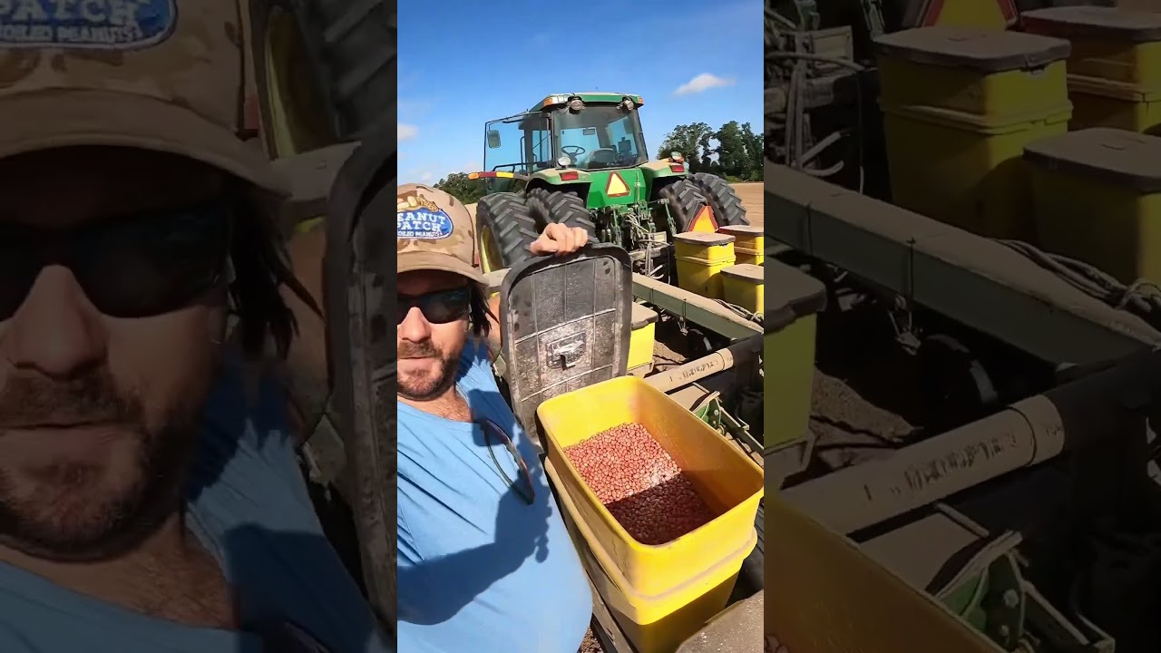 Planting Peanuts #farming